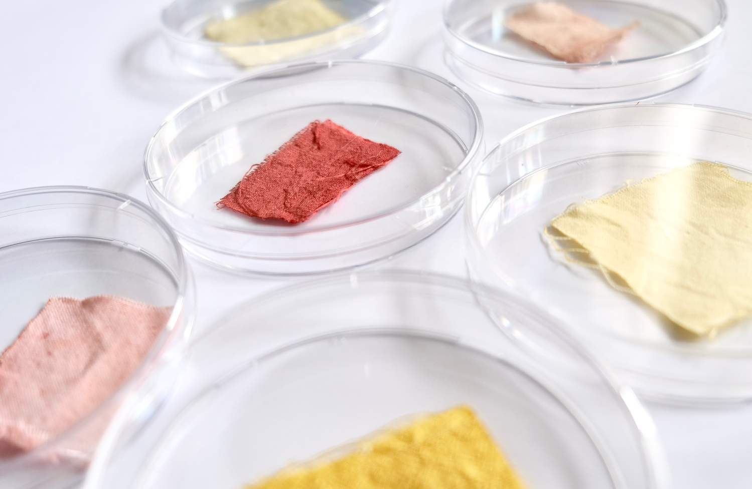Fabulous Fungi | Textile dye derived from fungi